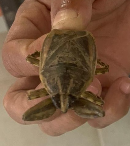 Asian Giant Water Bug from Maliana, Timor Leste on March 12, 2024 by ...