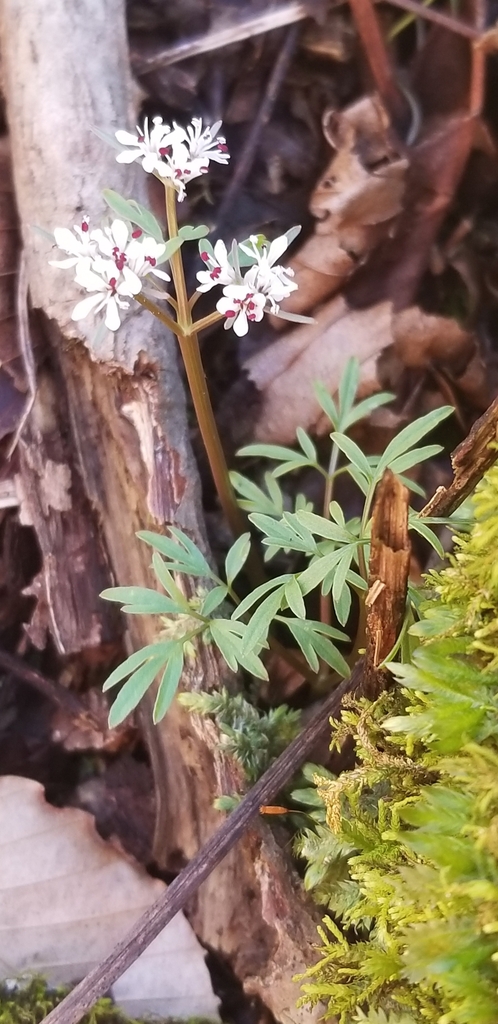 harbinger of spring from Estill County, US-KY, US on March 10, 2024 at ...