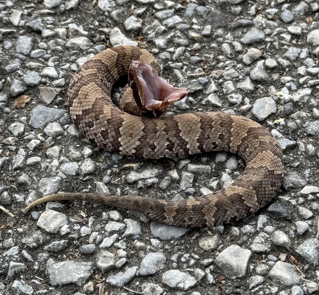 Northern Cottonmouth from George Bush Park, Houston, TX, US on March 11 ...