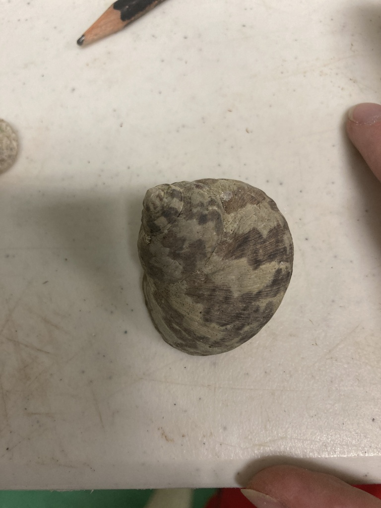 West Indian Top Shell from Queen's Highway, BS on March 11, 2024 at 08: ...