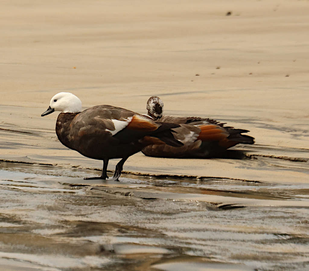 Paradise Shelduck from Oban, Stewart Island / Rakiura 9818, New Zealand ...