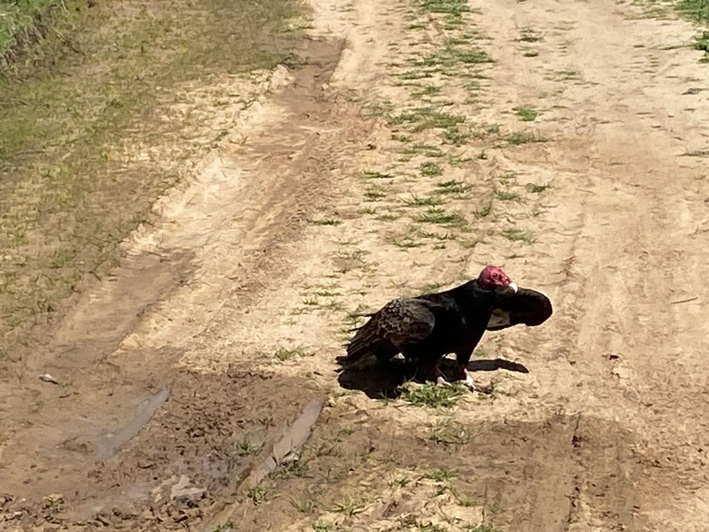 Turkey Vulture from Orange County, CA, USA on March 11, 2024 at 12:32 ...
