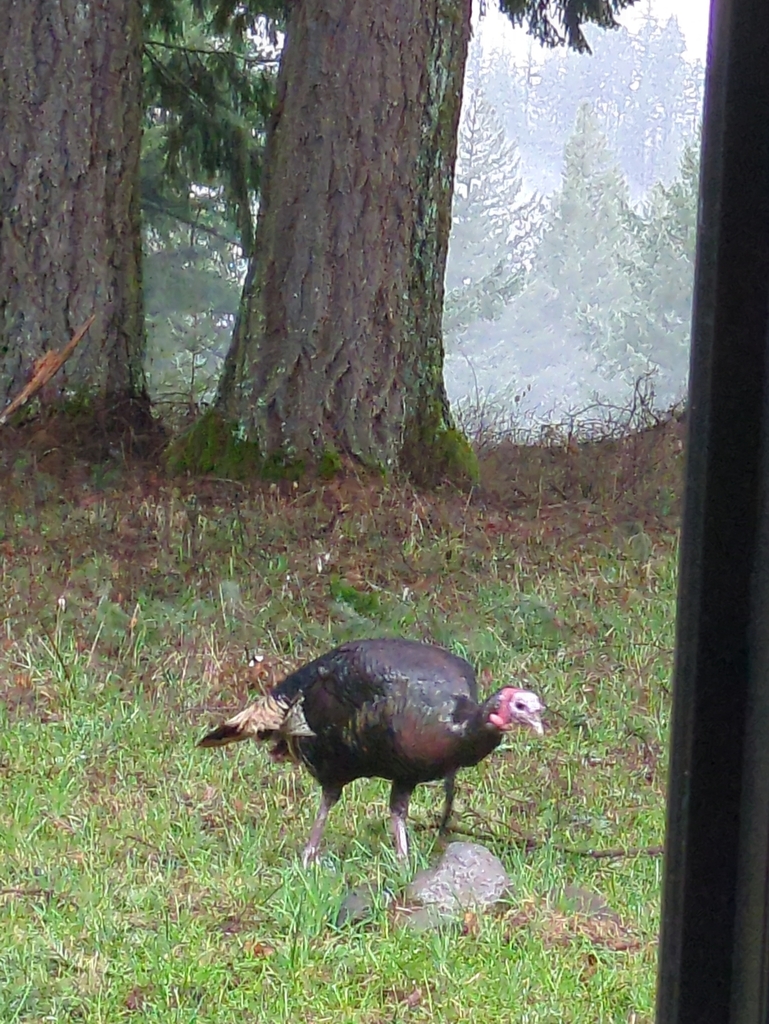 Wild Turkey from Stevenson, WA 98648, USA on March 11, 2024 at 05:43 PM ...
