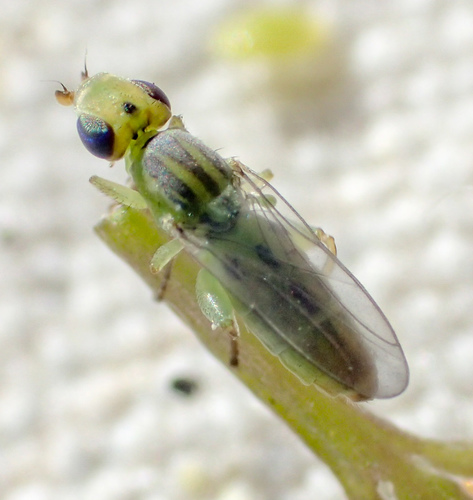 (Meromyza)