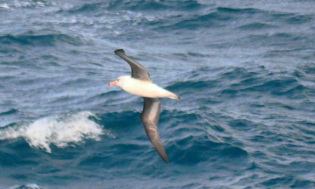 Black-browed Albatross from Marlborough, New Zealand on November 10 ...