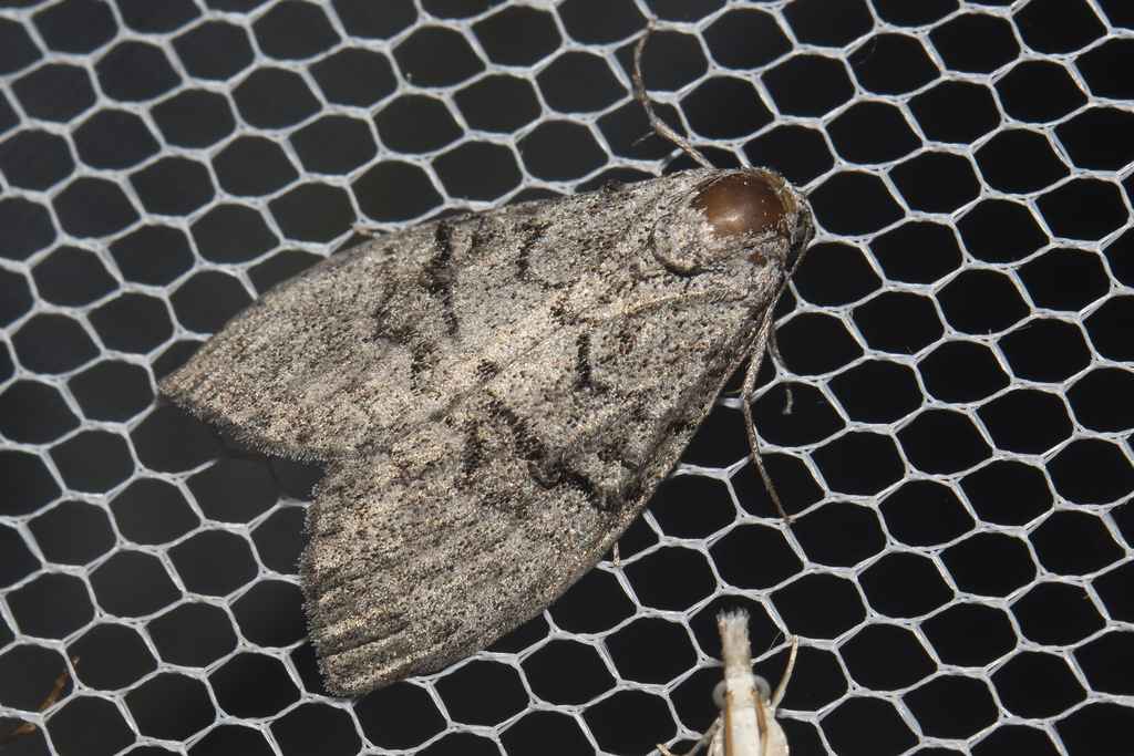 Gum Leaf Skeletonizer from Castle Doyle NSW 2350, Australia on March 4 ...