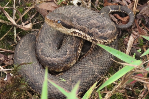 Lojan Lancehead (Bothrocophias lojanus) - Snakes and Lizards