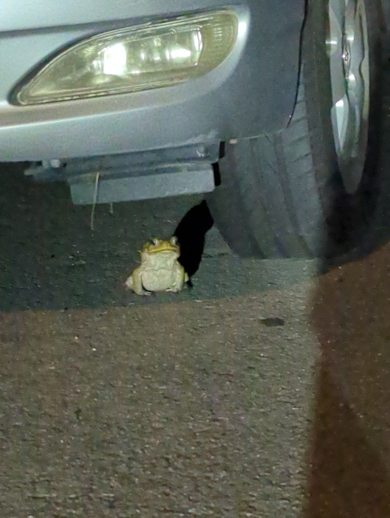 Cane Toad from Hato Tejas, Bayamón, Puerto Rico on March 11, 2024 at 09 ...
