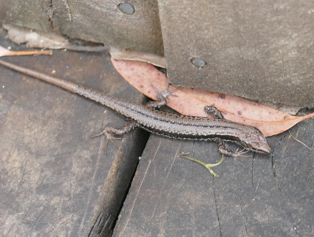 Tasmanian Tree Skink from South Bruny TAS 7150, Australia on February ...