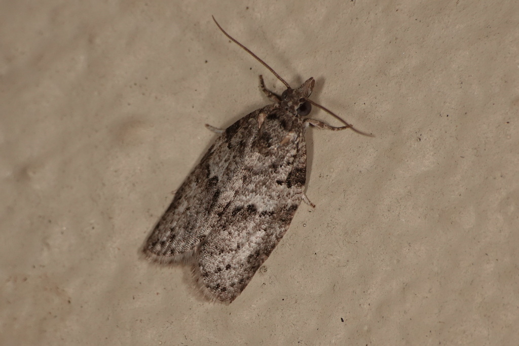Orange Fruit Borer from Aranda, ACT, Australia on March 11, 2024 at 11: ...