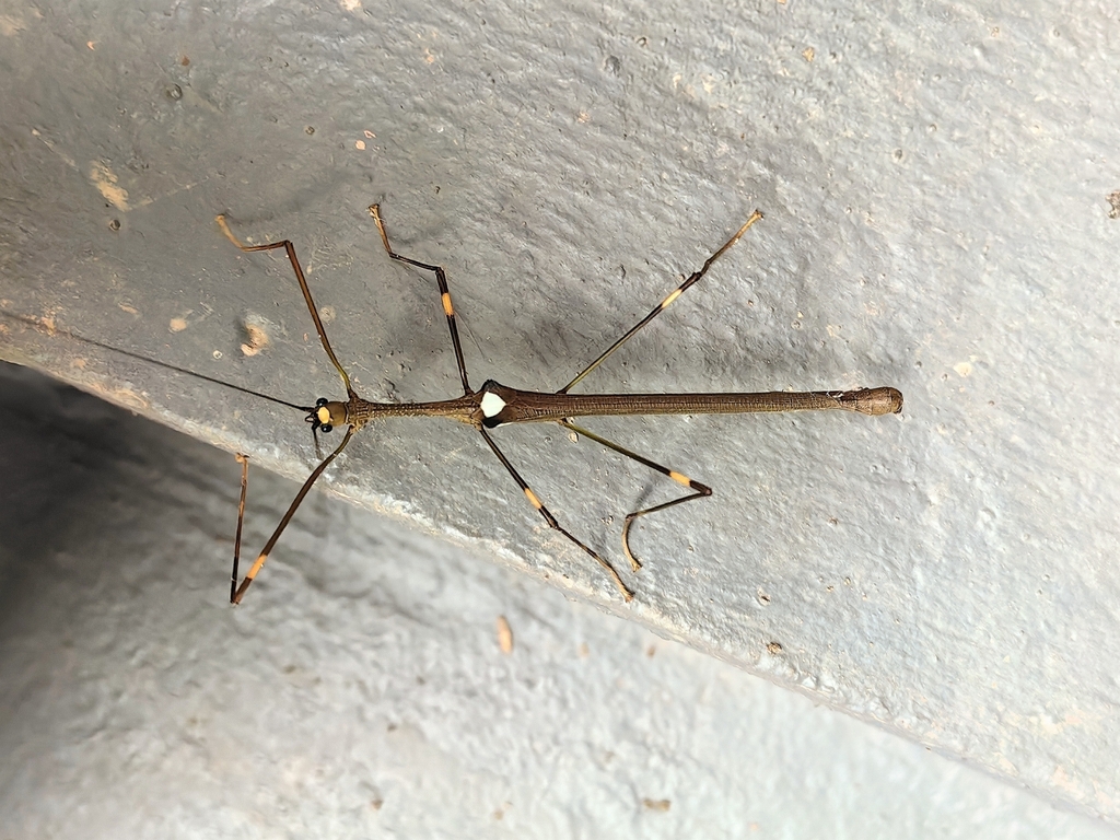 Marmessoidea poggii from Sabah, 马来西亚 on July 17, 2023 at 02:06 PM by ...