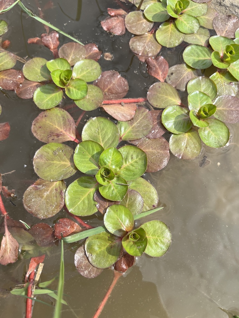 floating primrose-willow from Pond Creek, Rosebud, TX, US on March 11 ...
