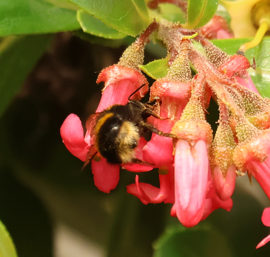 Buff-tailed Bumble Bee from Oban, Stewart Island / Rakiura 9818, New ...