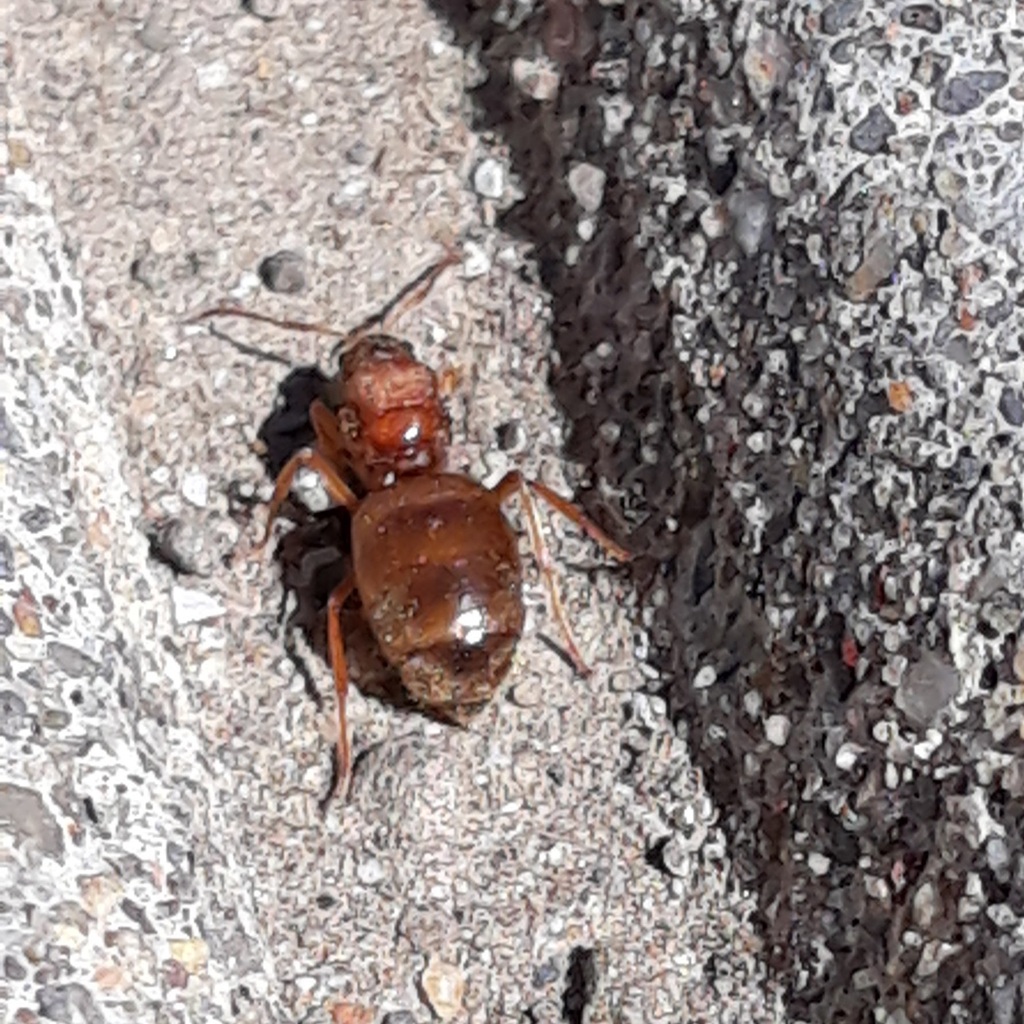 American Winter Ant from Oneonta, NY 13820, USA on April 13, 2023 at 11 ...