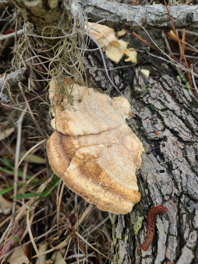 Trametes from Jeff Friend Trail, Bon Secour National Wildlife Refuge ...