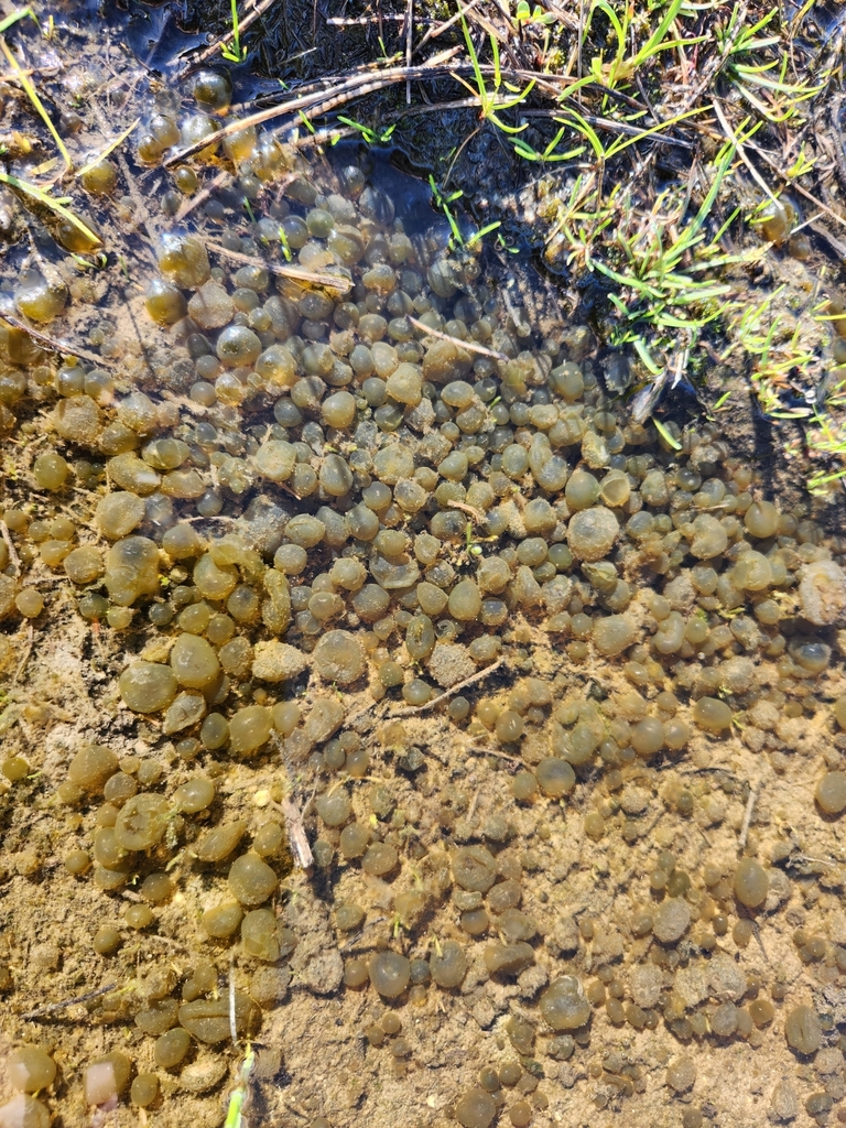 Mare's Eggs from Moss Landing, CA 95039, USA on February 9, 2024 at 02: ...