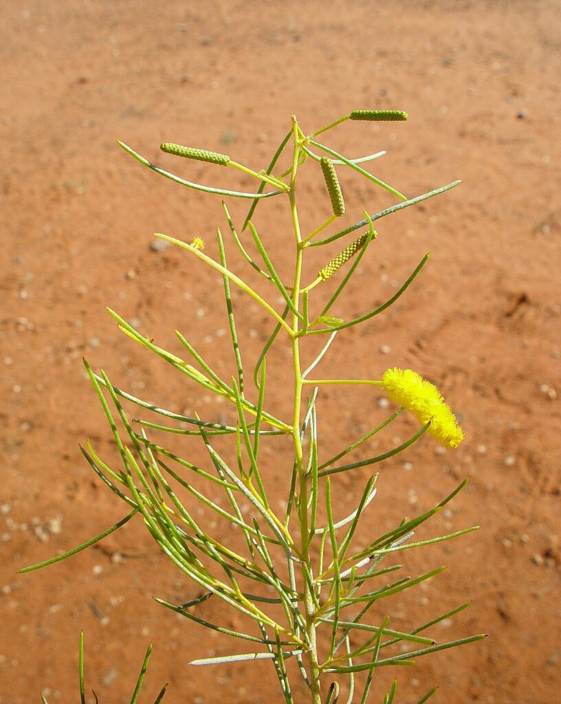 Hill's Tabletop Wattle from Eighty Mile Beach WA 6725, Australia on ...