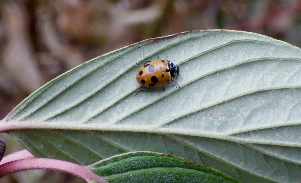 Black-spotted Lady Beetles from Penshurst VIC 3289, Australia on March ...