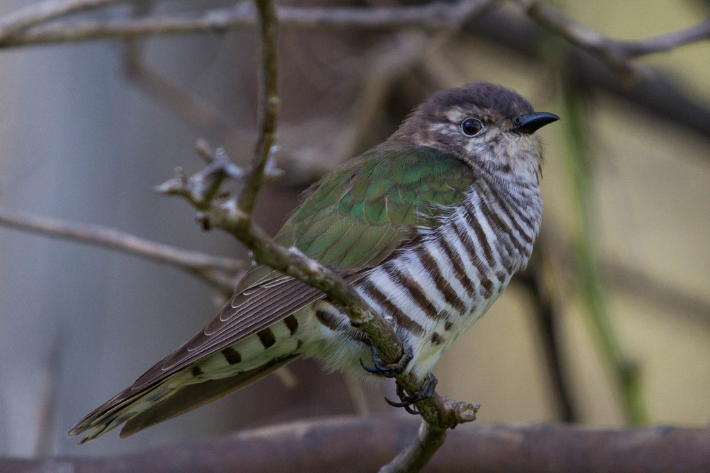 Shining Bronze-Cuckoo (The Birds of Toowoomba Region) · iNaturalist