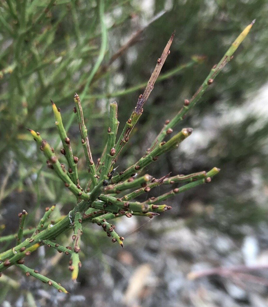 spiny wattle from Bunbury SA 5275, Australia on March 12, 2024 at 09:04 ...