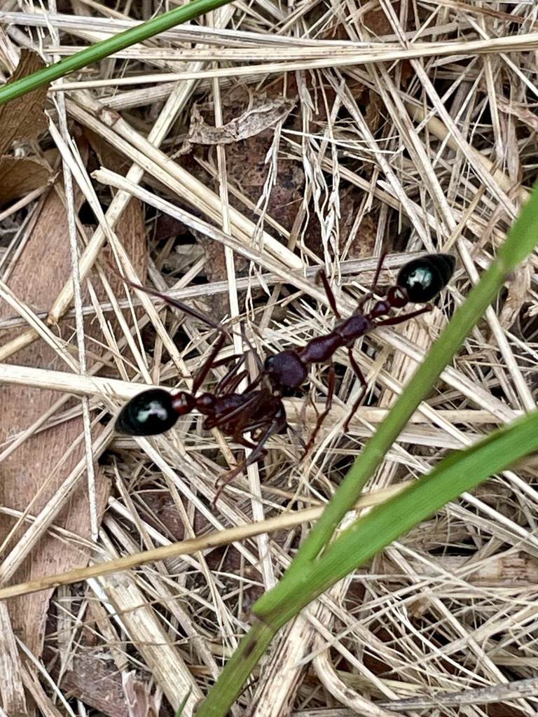 Inchman Ant from Humphries Rd, Frankston South, VIC, AU on March 12 ...