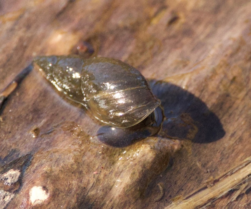 Marsh Pond Snail from South Side, Chicago, IL, USA on March 11, 2024 at ...