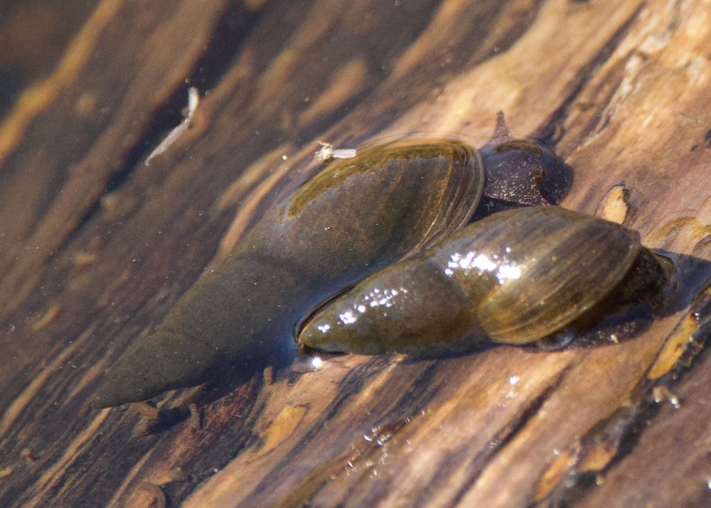 Marsh Pond Snail from South Side, Chicago, IL, USA on March 11, 2024 at ...