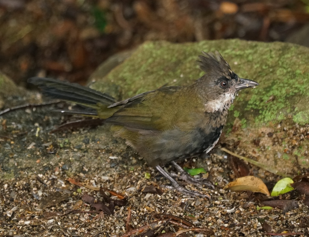 Eastern Whipbird from O'Reilly QLD 4275, Australia on January 2, 2024 ...