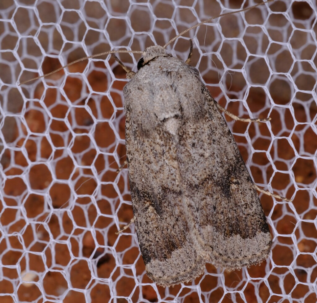 Proteuxoa amaurodes from Anglesea VIC 3230, Australia on March 11, 2024 ...