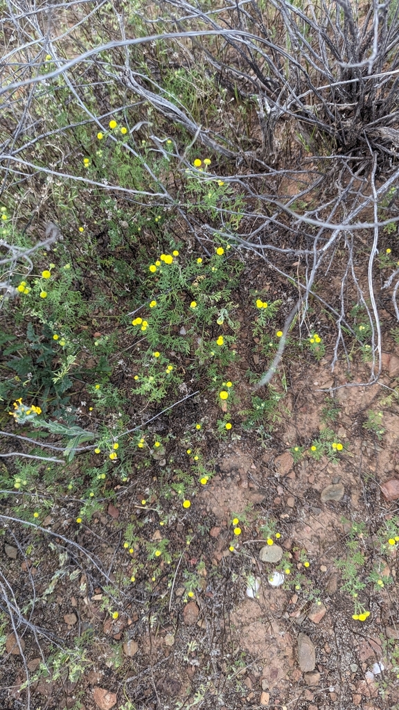 stinknet from Cave Buttes Recreation Area, N 7th St & E Happy Valley Rd ...
