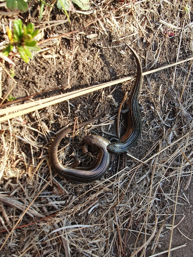 Tussock Skink in March 2024 by Ewin · iNaturalist