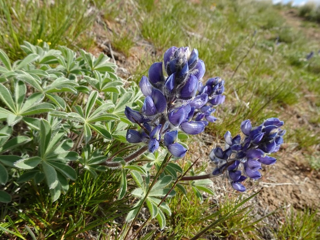 rock lupine from Kittitas County, WA, USA on April 15, 2022 by song_dog ...