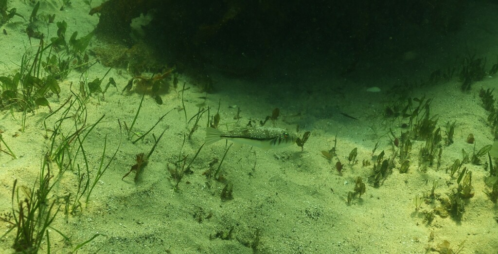 Weeping Toadfish from Sydney NSW, Australia on March 12, 2024 at 09:51 ...