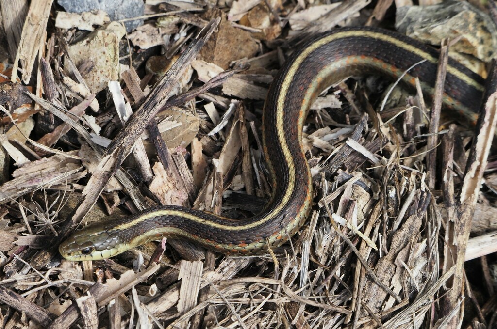 Coast Garter Snake in March 2024 by James Maughn · iNaturalist