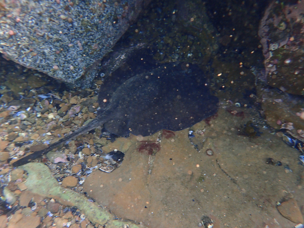 Eastern Shovelnose Stingaree from Hampton Beach, Victoria, Australia on ...