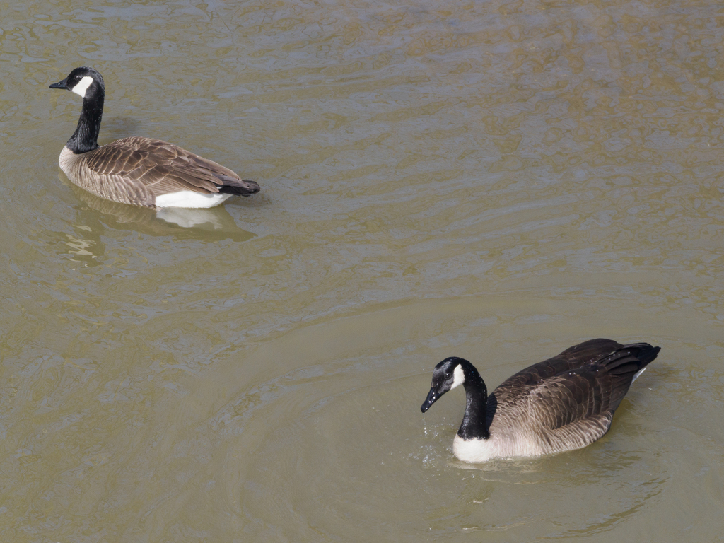 Canada Goose from Whetstone, Columbus, OH 43214, USA on March 11, 2024 ...