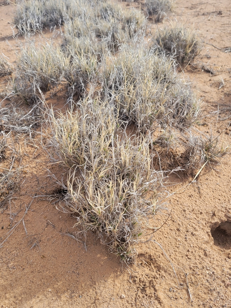 Alkali Sacaton from Socorro, NM 87801, USA on March 11, 2024 at 10:49 ...