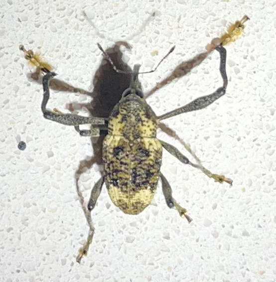 Macromerus succinctus from Osa, Puntarenas, CR on March 11, 2024 at 09: ...