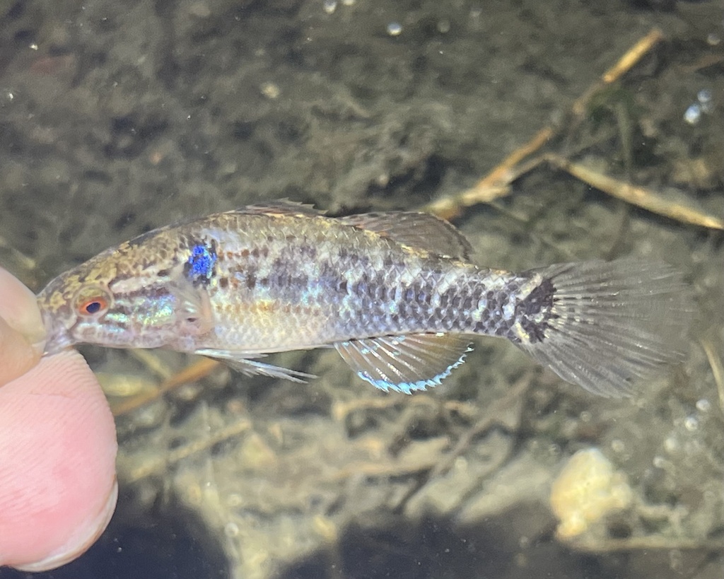 Fat Sleeper (Dormitator maculatus) - Marine Life Identification