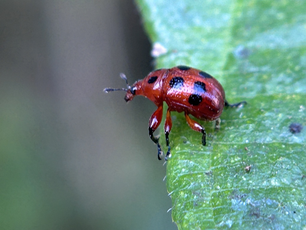 Henicolabus octomaculatus from Neyyar Wildlife Sanctuary ...