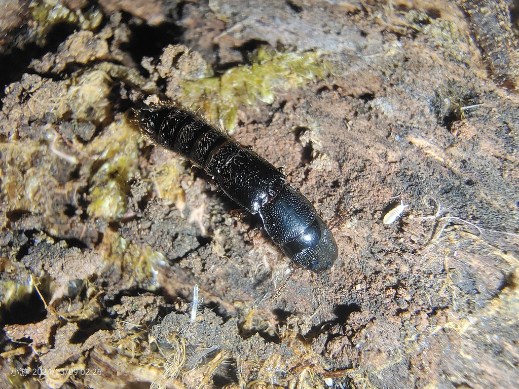 Osoriini from 中国云南省昆明市西山区 on March 9, 2024 at 02:26 AM by 游 · iNaturalist