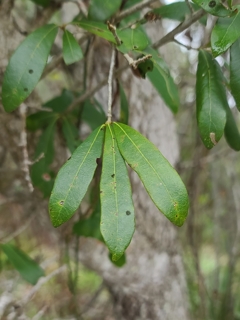 swamp laurel oak from Jeff Friend Trail, Bon Secour National Wildlife ...