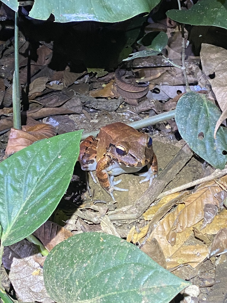 Savage's Thin-toed Frog from Golfito, Puntarenas, CR on March 11, 2024 ...