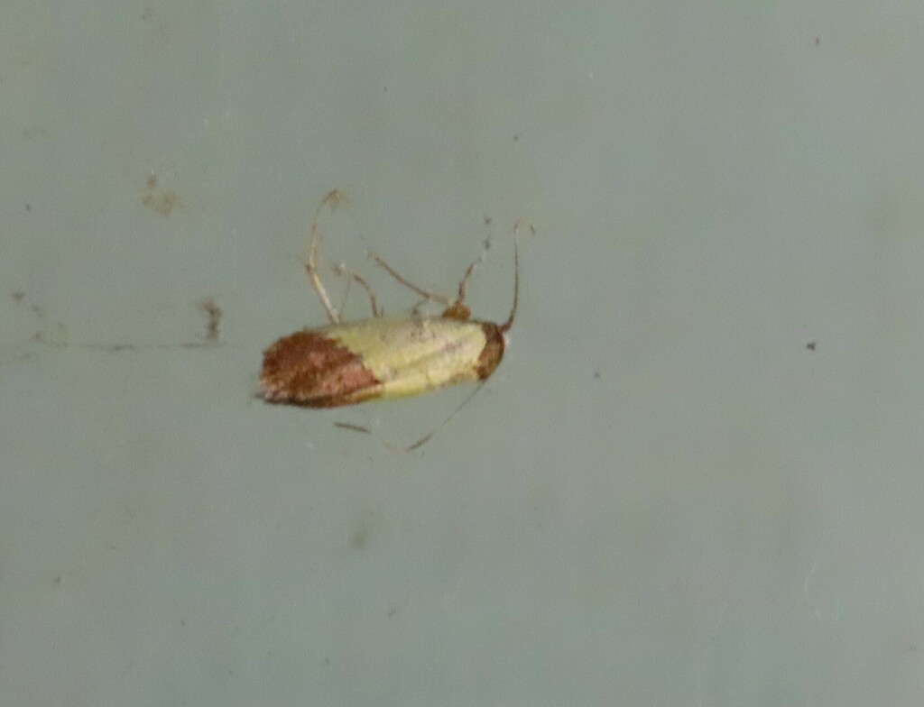 Edosa xystidophora from Coomba Park NSW 2428, Australia on March 12 ...