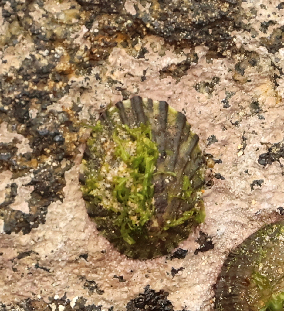 Cellana strigilis from Oban, Stewart Island / Rakiura 9818, New Zealand ...