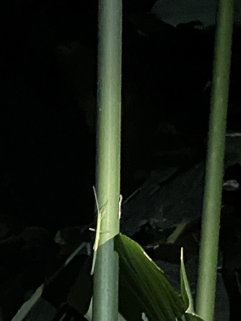 Stick Insects from Golfito, Puntarenas, CR on March 11, 2024 at 07:15 ...