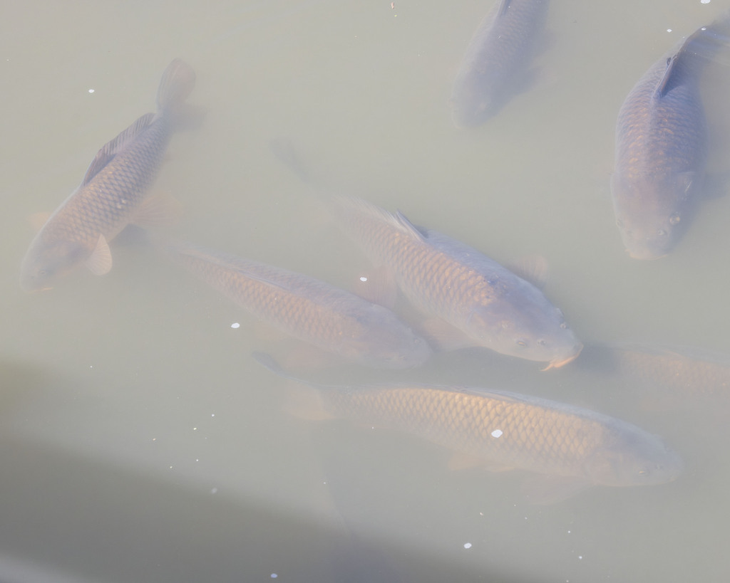 European Carp from Dupage County, IL, USA on March 11, 2024 at 02:05 PM ...