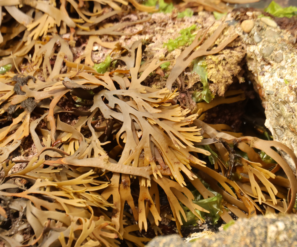 Xiphophora gladiata from Oban, Stewart Island / Rakiura 9818, New ...