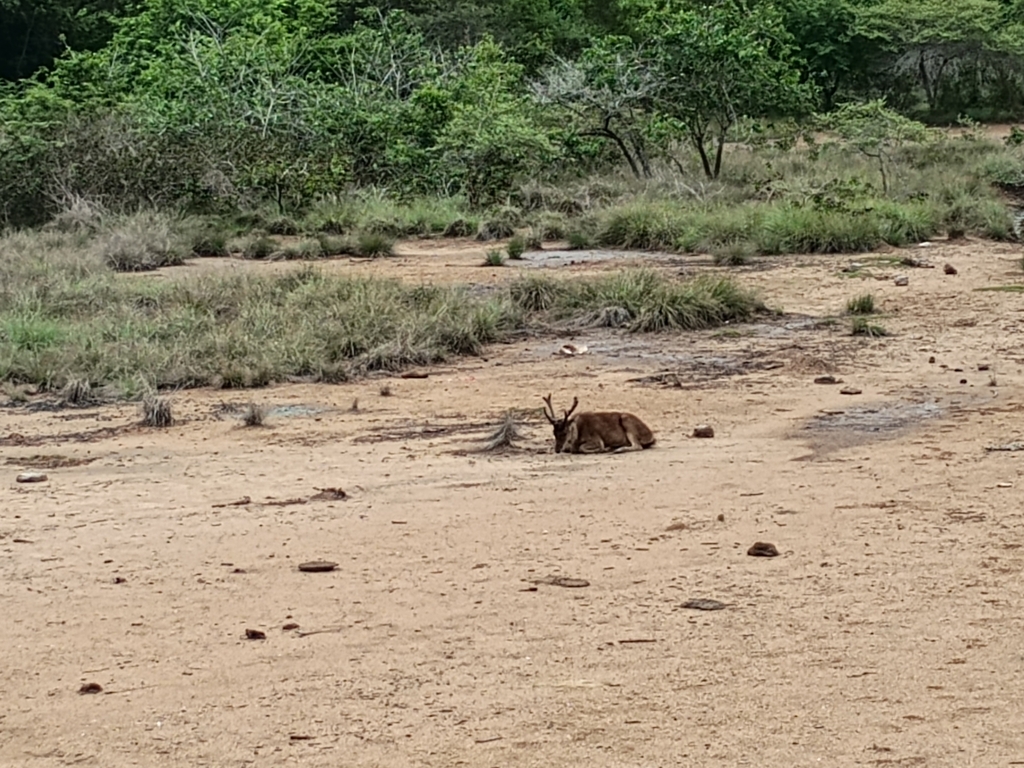 Javan Rusa in March 2024 by ben_and_kim · iNaturalist