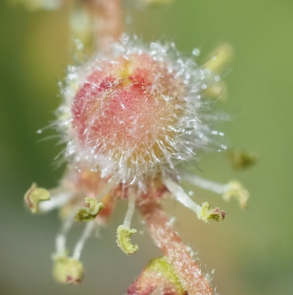 Oak Gall Wasps from Rosewood, Austin, TX 78702, USA on March 11, 2024 ...